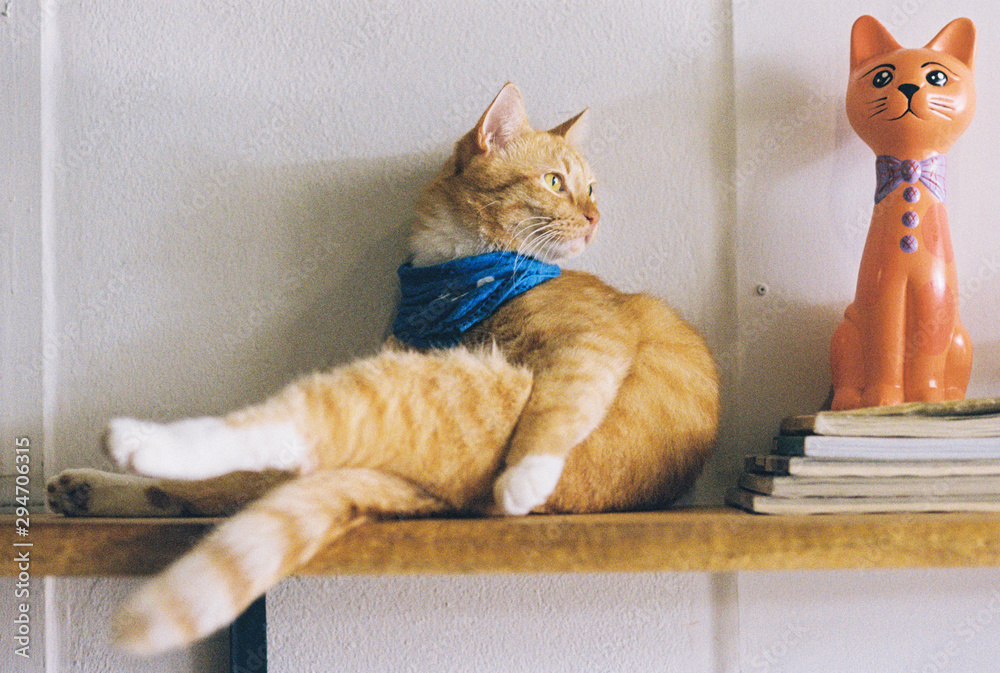 Cat Stock Photo | Adobe Stock