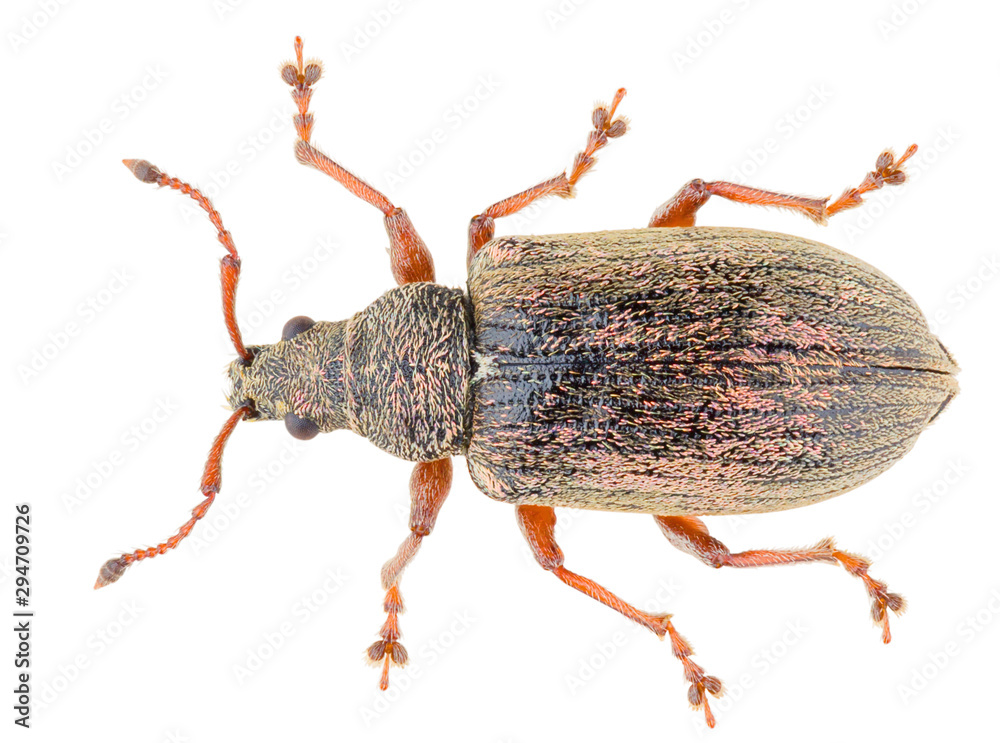 Phyllobius pyri, known as the Common Leaf Weevil beetle, is a species ...