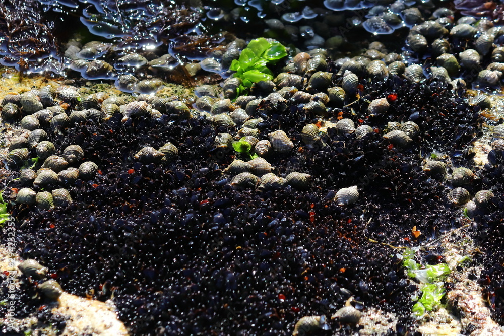 Sea coastal rocks in untertidal zone with mussels Mytilus trossilus ...