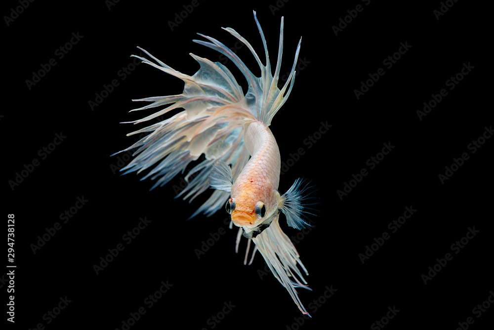 Fish With Light On Head