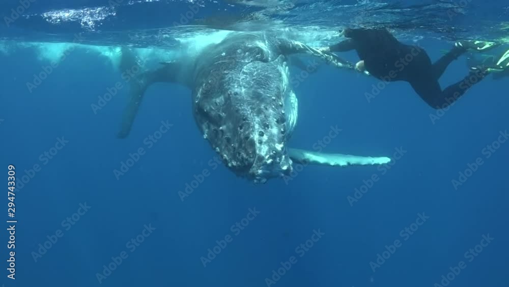 Friendship diver with whale underwater in Pacific Ocean. Swimming with ...