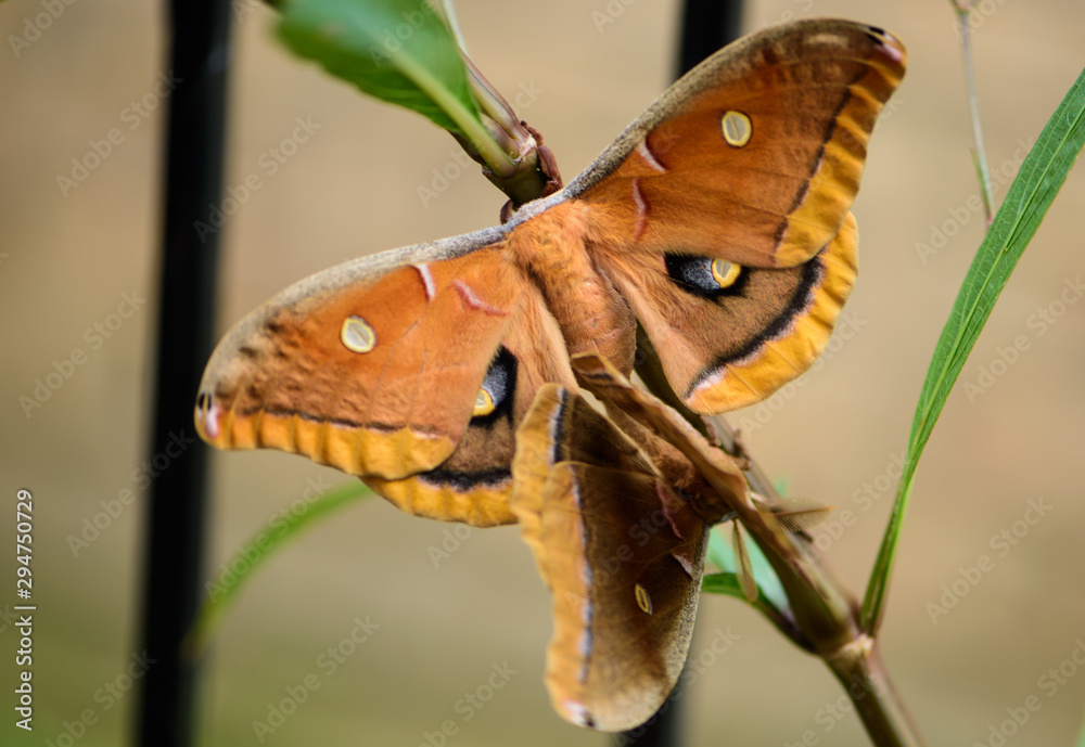 Polyphemus Moth (Antheraea polyphemus) mating Stock Photo | Adobe Stock