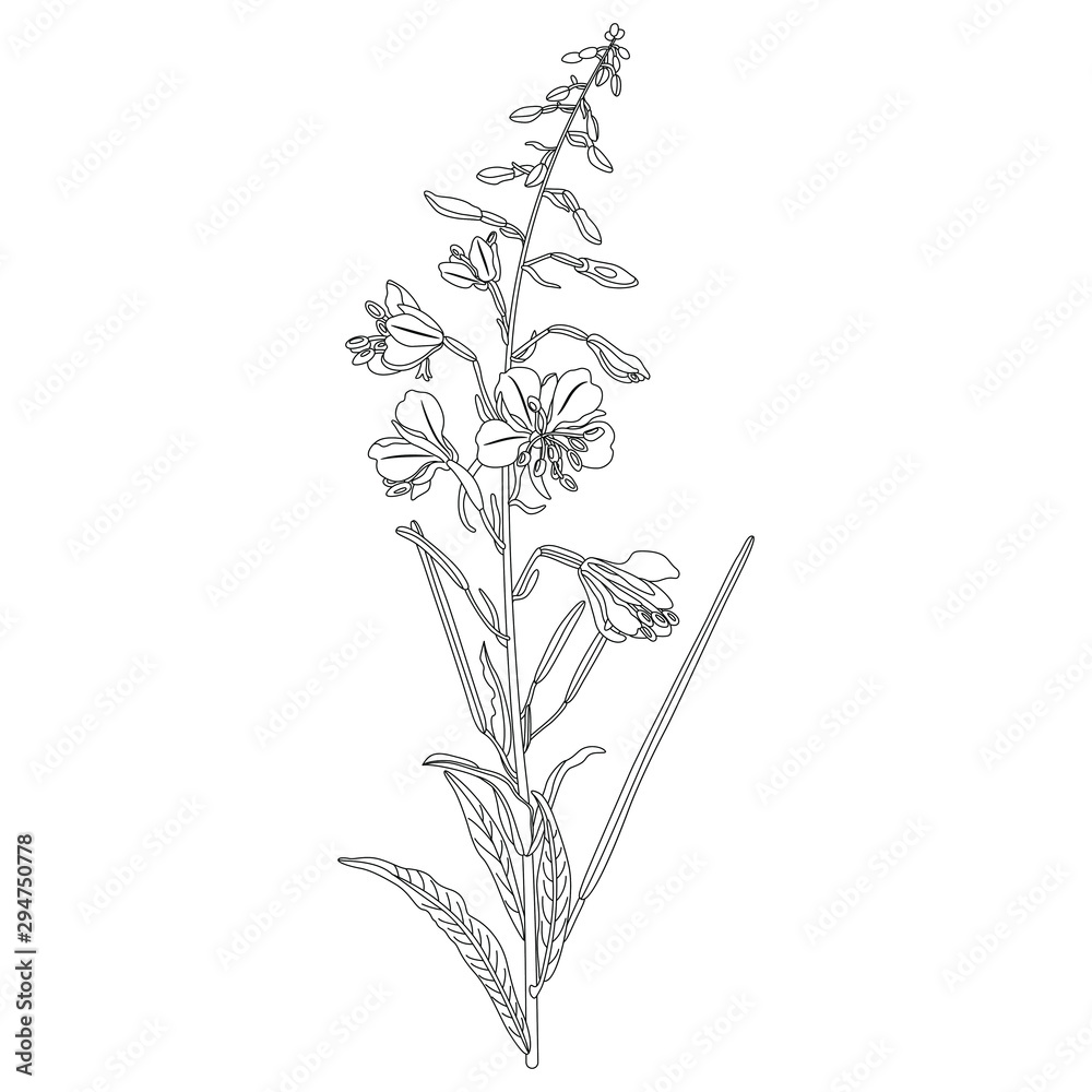 Vektorová grafika „Isolated vector illustration. Branch of fireweed ...