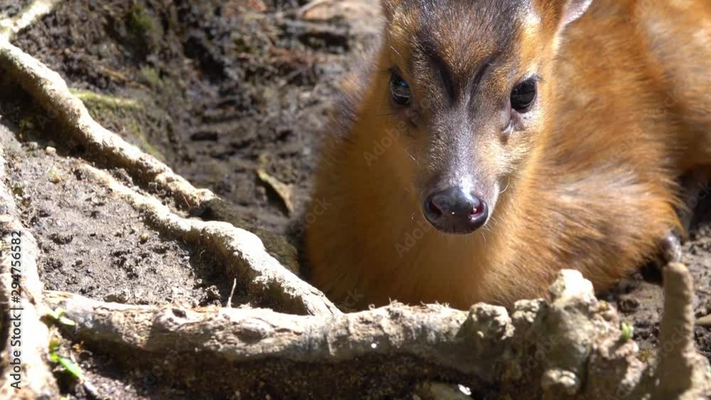Portrait of baby of Indian muntjac or Muntiacus muntjak , is a deer ...
