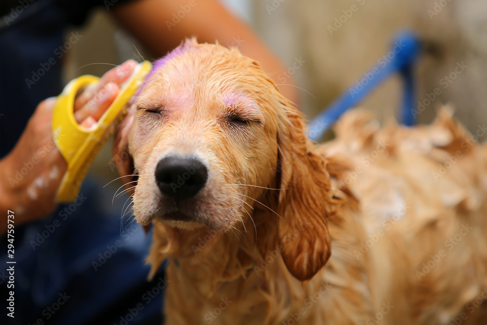 Golden Retriever puppy bathing. Dog washing. Stock Photo | Adobe Stock