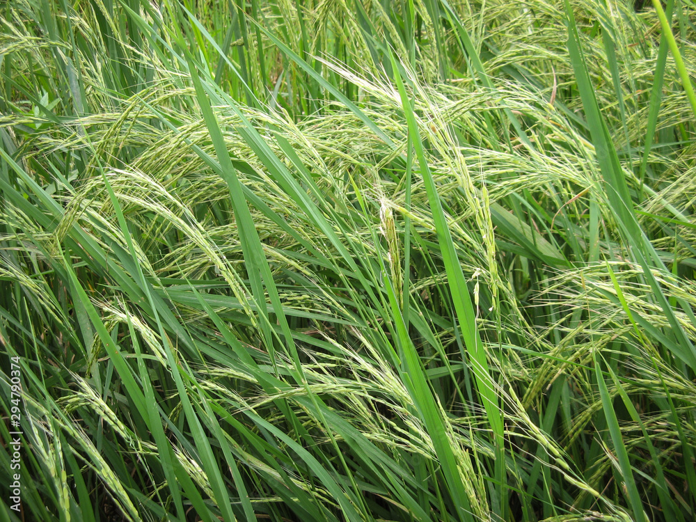 Rice harvest drying in paddy field, Gilan, Iran. Rice farm on ...