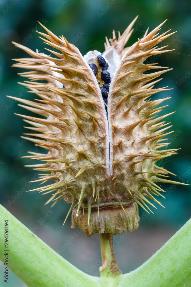 Fruto espinoso con semillas de estramonio. Datura stramonium. foto de ...