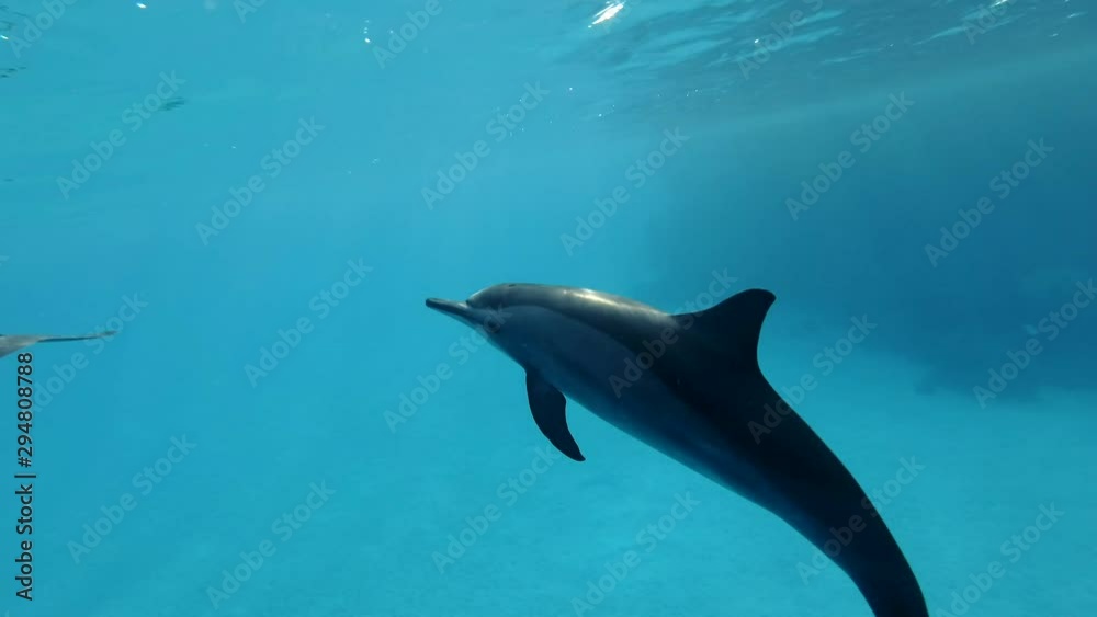 Dolphin slowly swims under surface of blue water. Slow motion, Top view ...