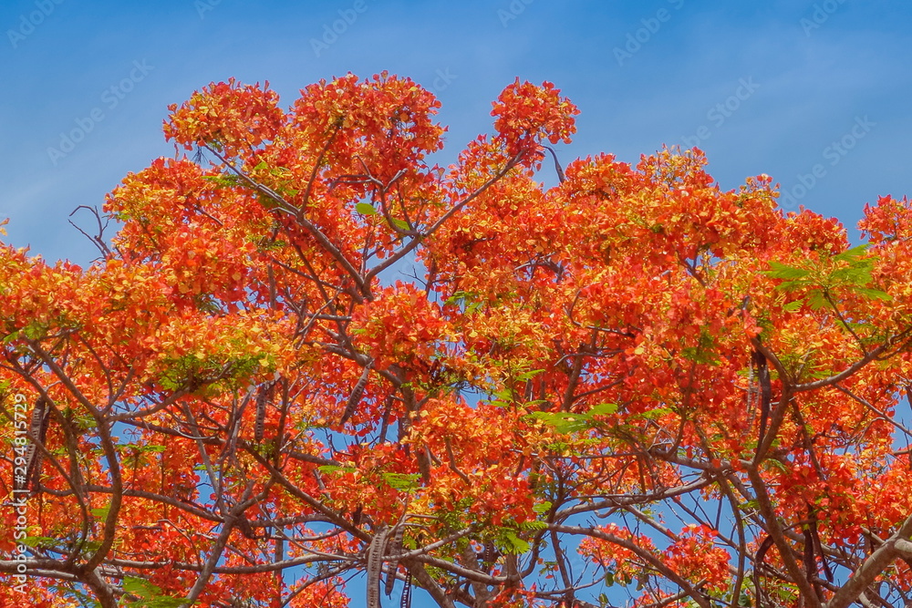 Blue Flamboyant Tree