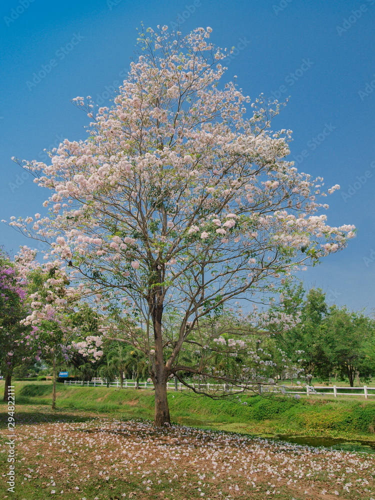 Beautiful Pink Trumpet Tree (Tabebuia Rosea) white flower cherry ...