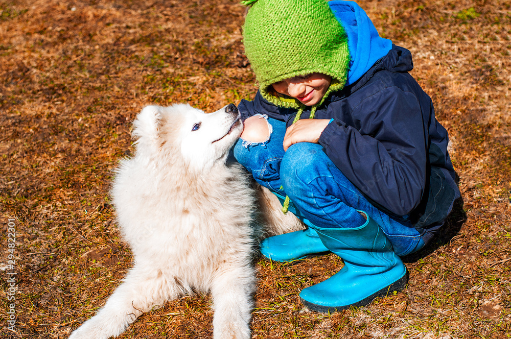 Cute happy boy is playing with a samoyed dog. Friendship of children ...