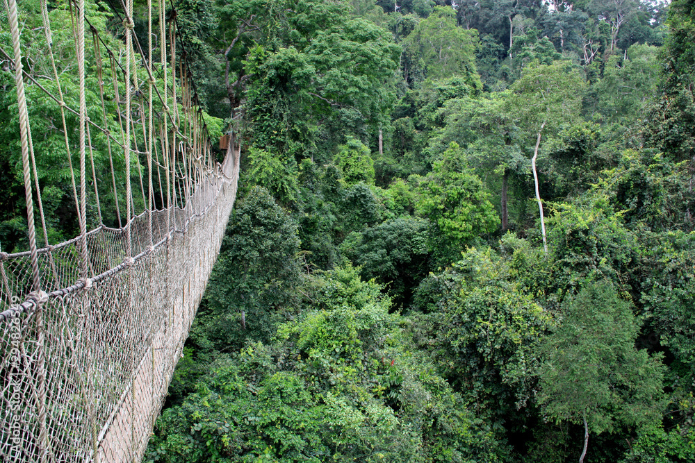 Canopy Walkway Rope Bridge at the Kakum National Park near Cape Coast ...