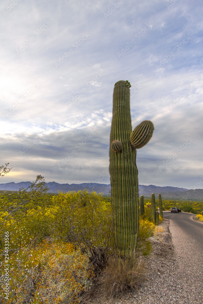 Vertical Saguaro Cactus Desert Scene. Huge Saguaro cactus in the Sonora ...