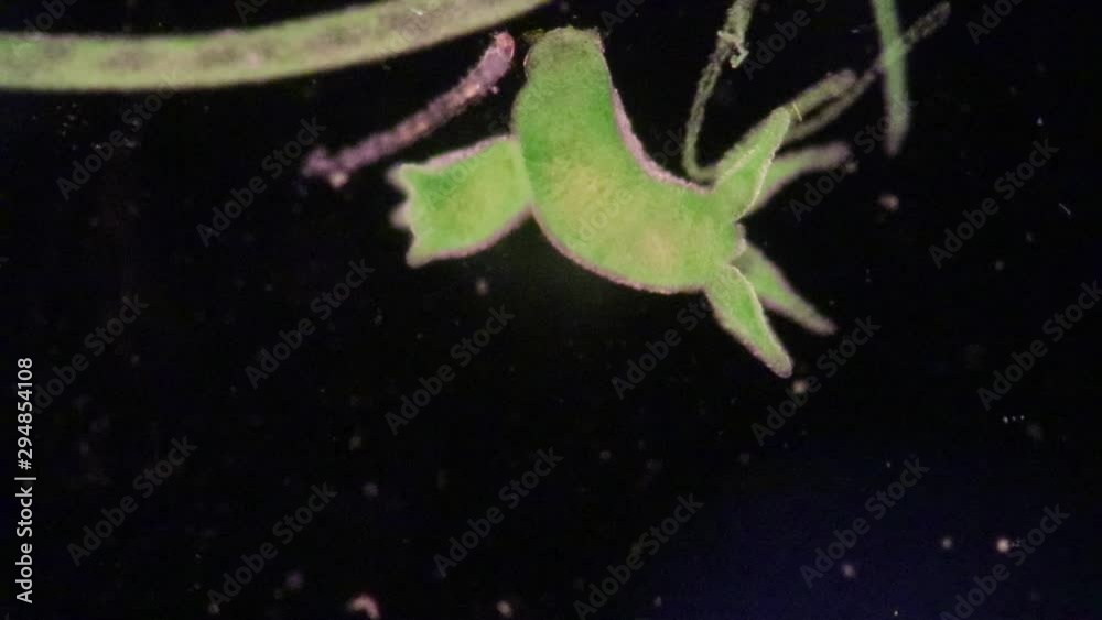 Hydra is a genus of small, fresh-water animals of the phylum Cnidaria ...