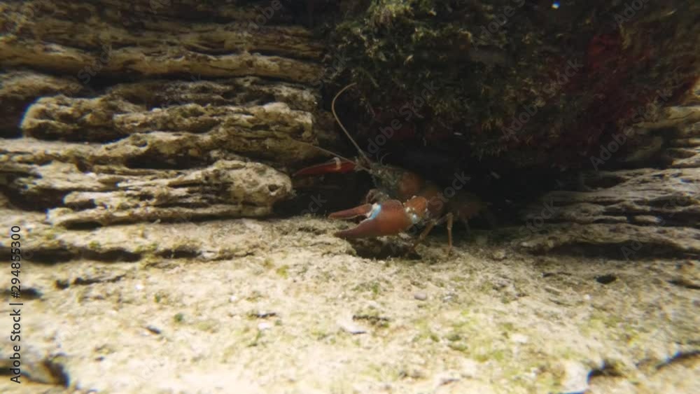 Underwater footage of signal crayfish (Pacifastacus leniusculus) is a ...