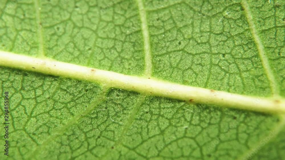 Leaf of the plant. The complex structure of tortuous veins. Macro of ...