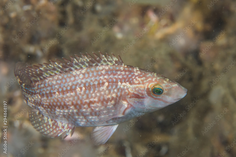 Corkwing Wrasse (Symphodus Melops) Stock Photo | Adobe Stock