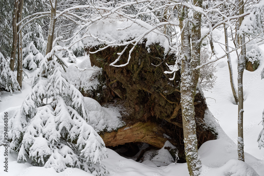Snow covered roots of an upset tree in a forest Stock Photo | Adobe Stock