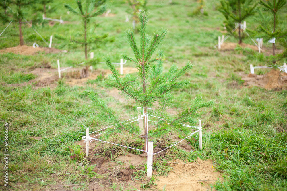 Planting a tree in the ground. Pine sapling is planted in autumn ...