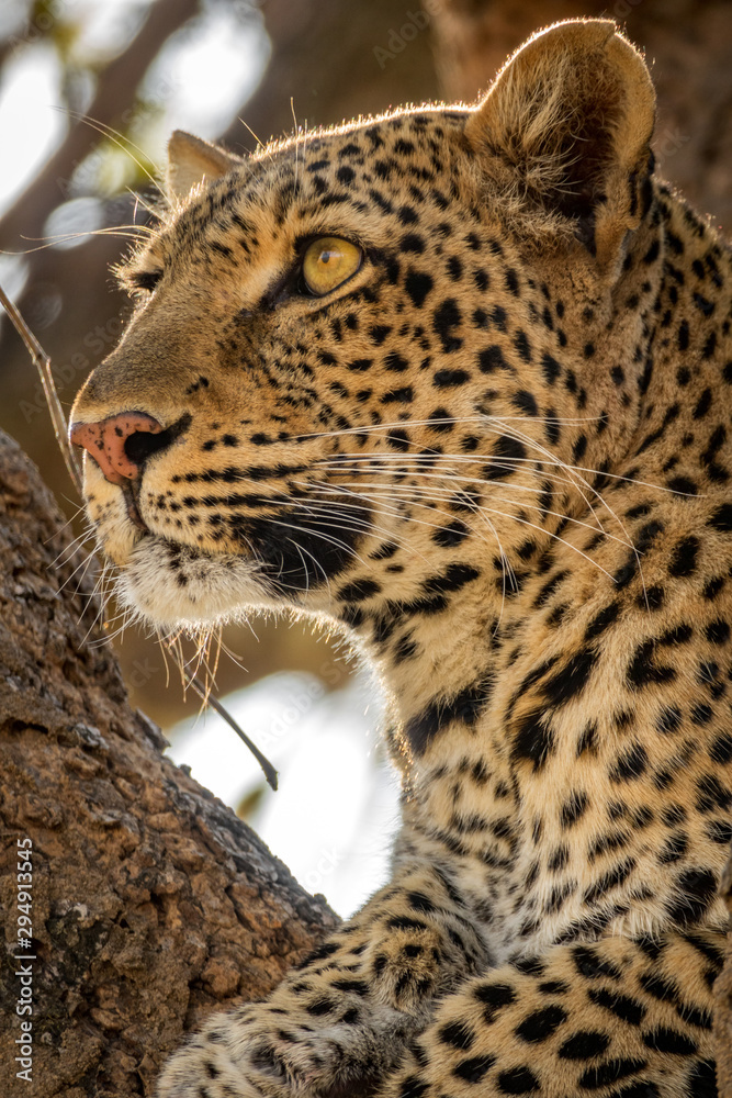 African Leopard Profile