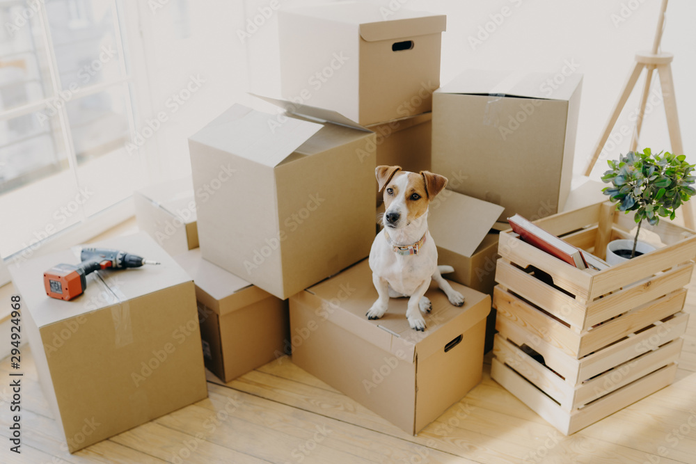 Top view of domestic animal dog poses on cardboard boxes with personal ...