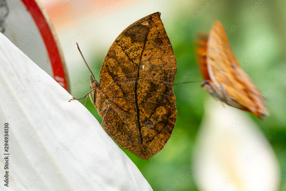 Dead leaf butterfly , Kallima inachus, aka Indian leafwing, standing ...