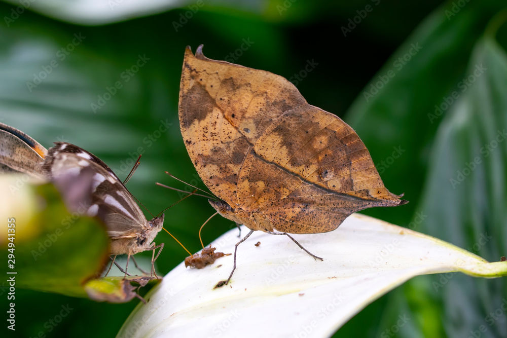 Dead leaf butterfly , Kallima inachus, aka Indian leafwing, standing ...