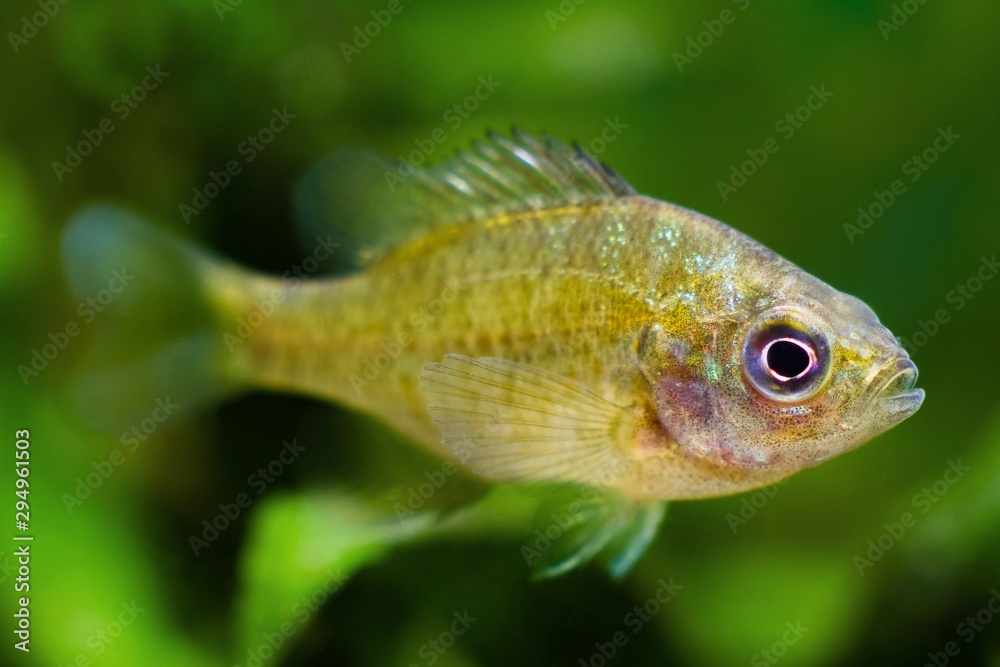 redbreast sunfish, Lepomis auritus, juvenile freshwater fish species in ...