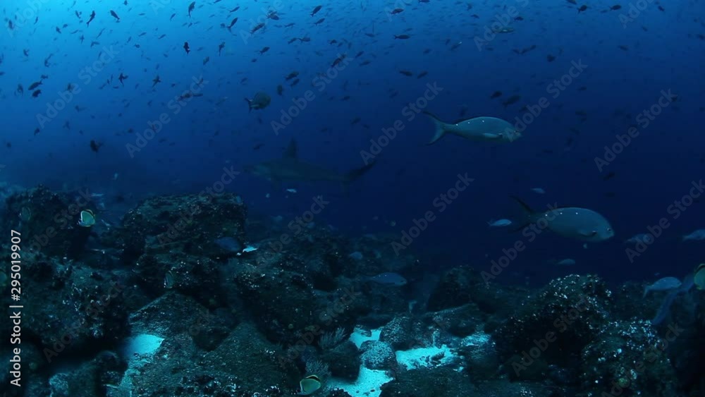 Sharks and fish in underwater marine life of sea creatures in Pacific ...