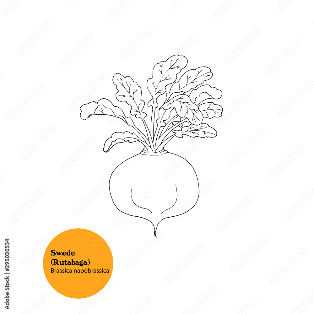 Black and whiet llustration of Swede, or Rutabaga plant, line drawing ...