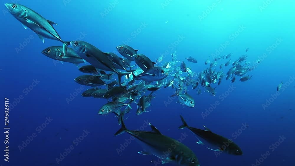 School of tuna fish of one species glisten in underwater marine life of ...