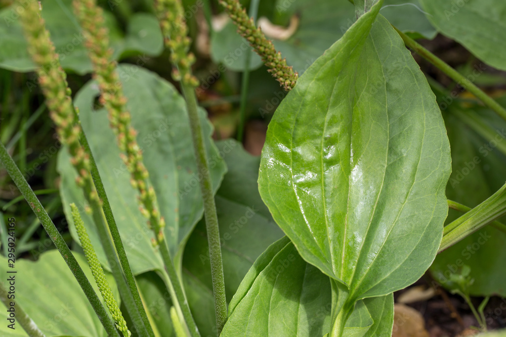 Plantain flowering plant with green leaf. Plantago major broadleaf ...