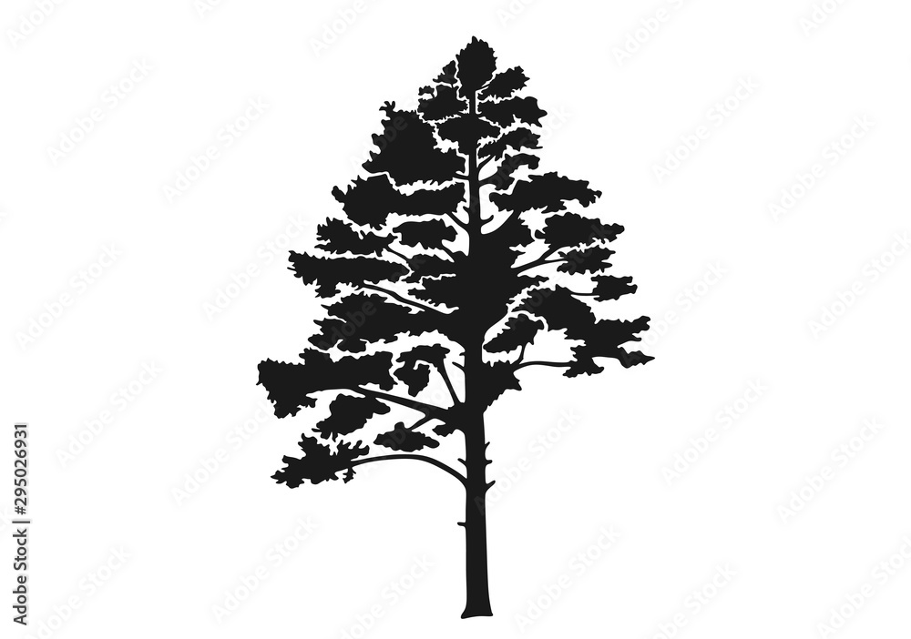 conifer tree silhouette. nature design element. pine isolated vector ...