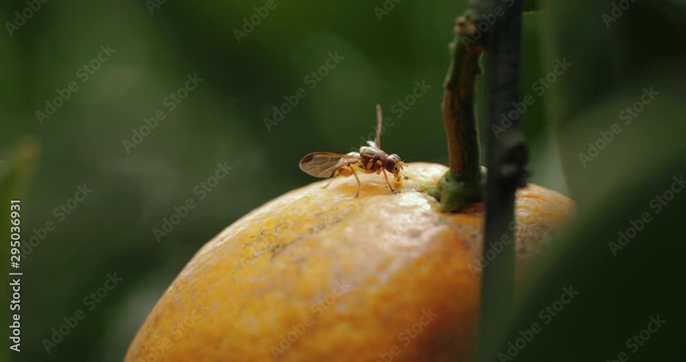 Close up insect pests on orange farm Fruit flies lay their eggs on ...