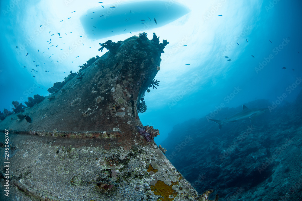 Shipwreck at Pacific harbour became artificial reef Stock Photo | Adobe ...