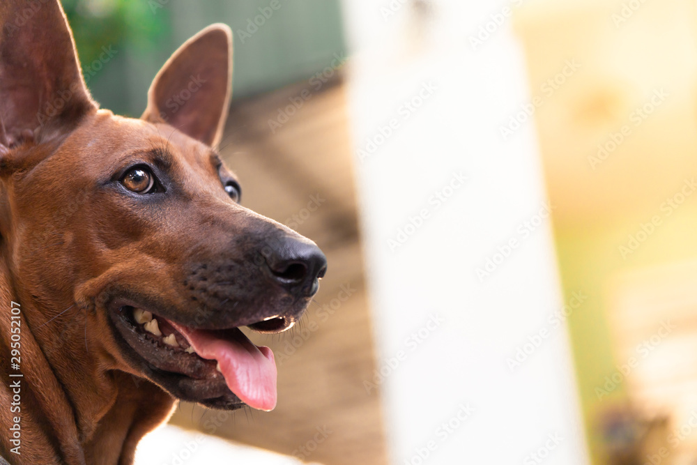 Portrait Thai dog is happy in the backyard, beautiful brown saddle Thai ...