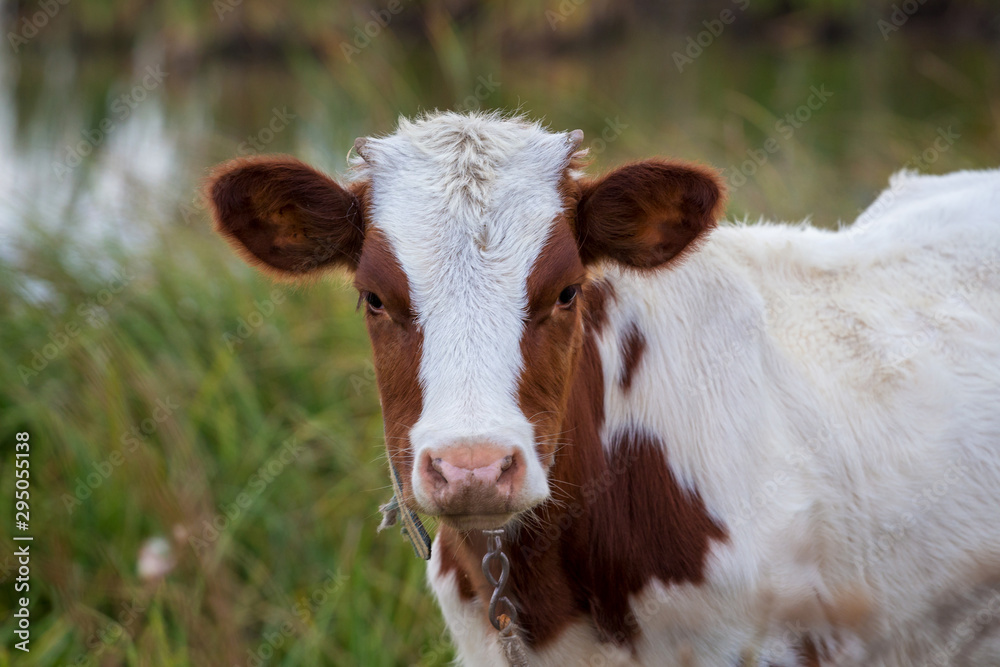 Cow Brown And White