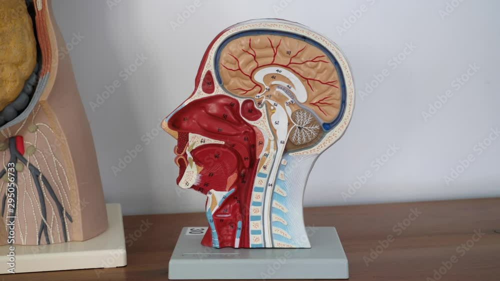 Anatomical half head and face anatomy medical brain neck median section ...