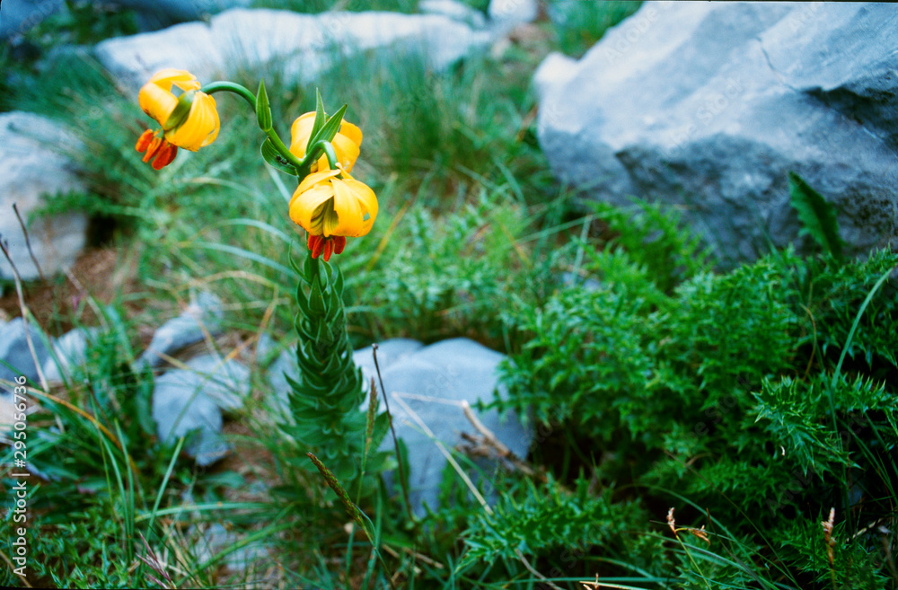 National Flower Of Croatia | Best Flower Site