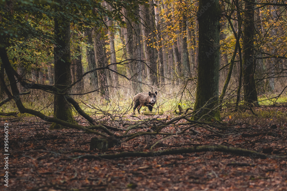 Animals in the woods of National parc de Hoge Veluwe in the Netherlands ...