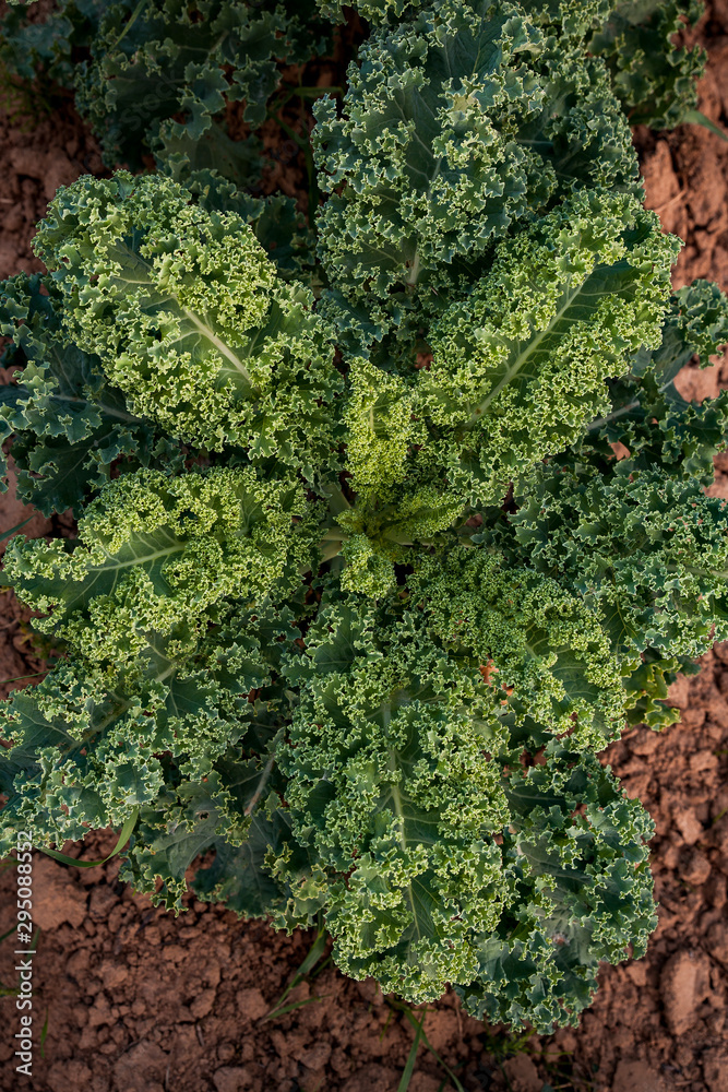 Organic background. Fresh photo of cabbage kale grows on a garden bed ...