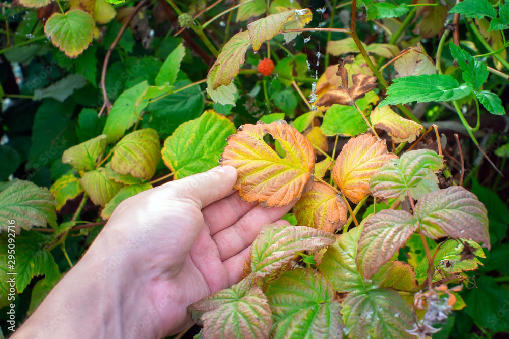 Chlorotic blotches of Raspberry virus. Yellows disease symptoms in ...
