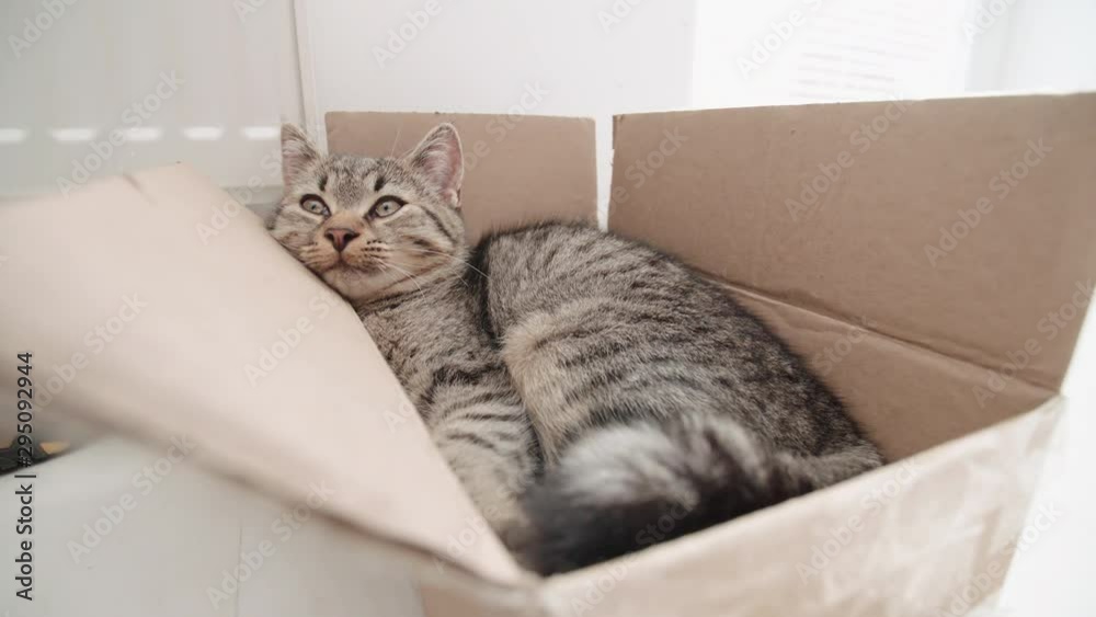 Little kitten relaxing in the small box 4K. Low angle of cat inside the ...