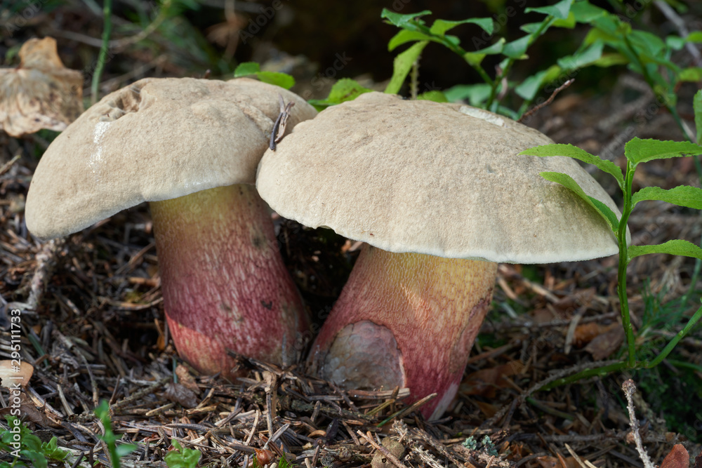Inedible mushroom Caloboletus calopus growing in the needles in the ...