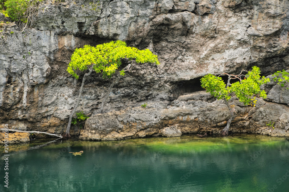 Limestone cliff with trees in Turtles Hole on Ouvea Island, Loyalty ...