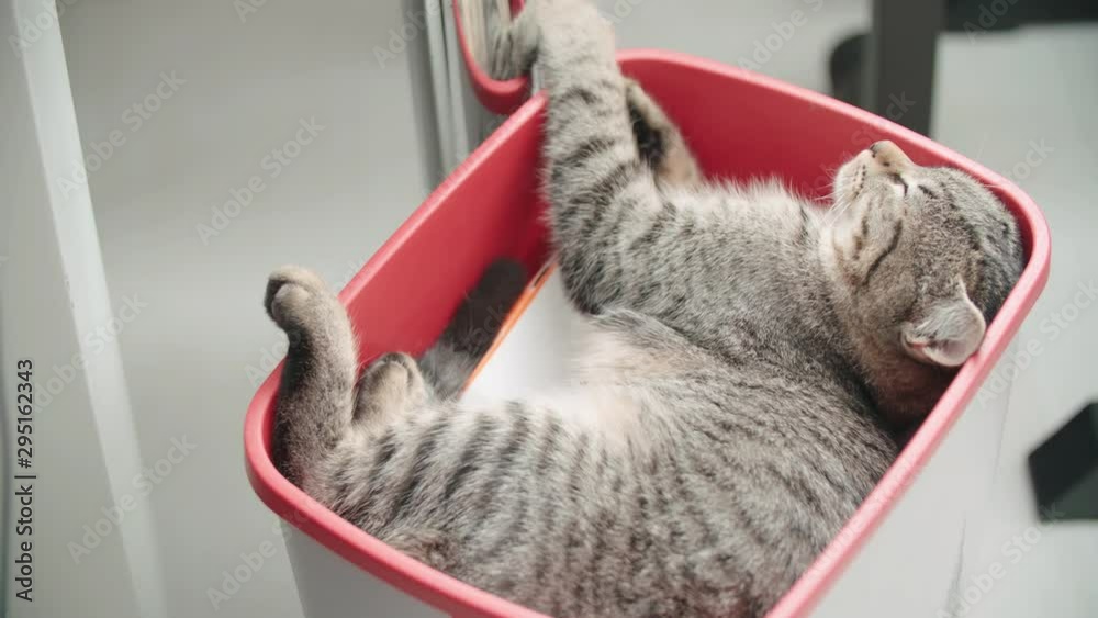 Cute cat sleeping peacufully in a trash can 4K. Long shot close-up of ...