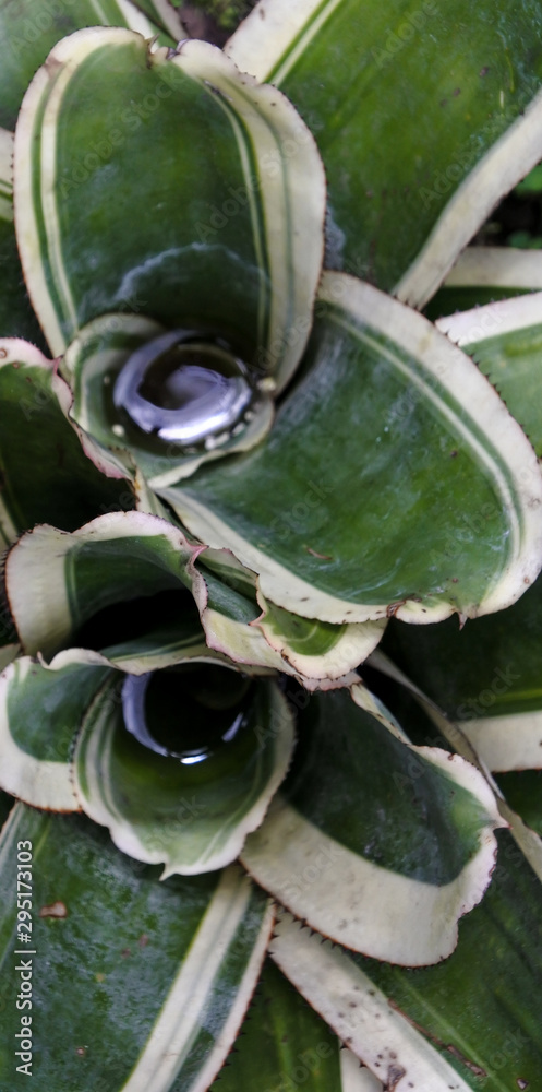Tank bromeliad filled with water Stock Photo | Adobe Stock