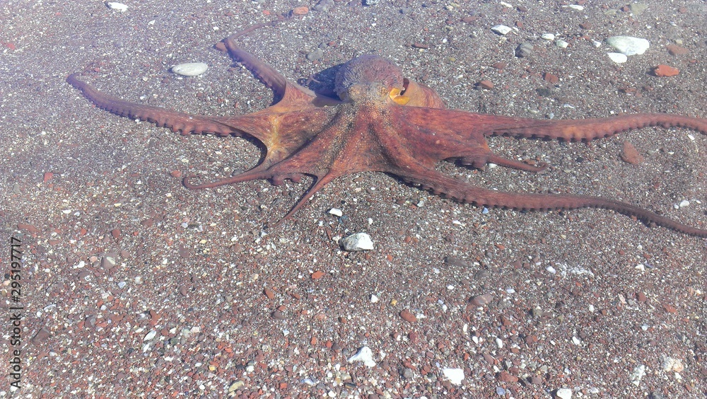 Octopus Photo Shoot