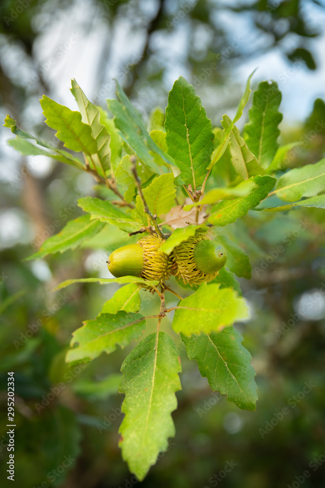 Duo de gland vert et feuilles d'un chêne chevelu persistant Photos ...