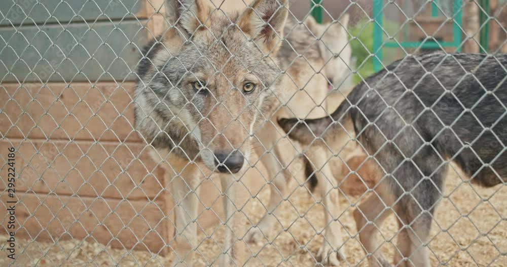 A flock of wolves of different colors are sitting in a zoo cage. Stock ...